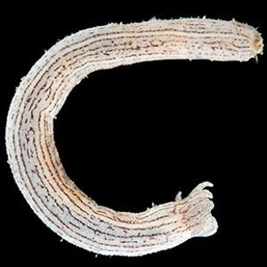 The Biodiversity of Singapore- Synaptidae sp. SEA-7138