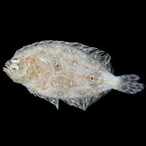 The Biodiversity of Singapore- Pseudorhombus arsius