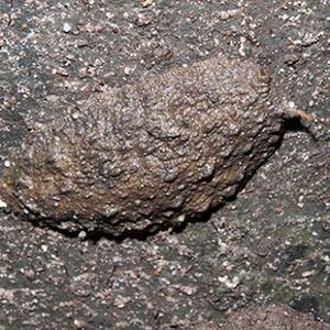 The Biodiversity of Singapore- Onchidium griseum