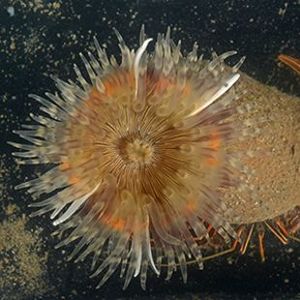 The Biodiversity of Singapore- Hormathiidae sp. JS-1215