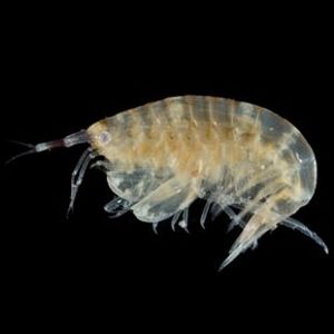 The Biodiversity of Singapore- Amphipoda sp. 23