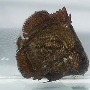 The Biodiversity of Singapore- Drepane sp.