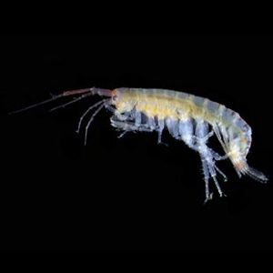 The Biodiversity of Singapore- Amphipoda sp. 27