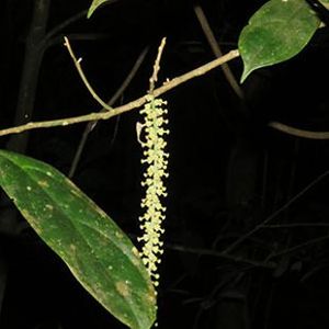 The Biodiversity of Singapore- Ryparosa hullettii