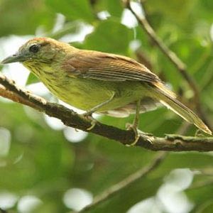 The Biodiversity of Singapore- Mixornis gularis