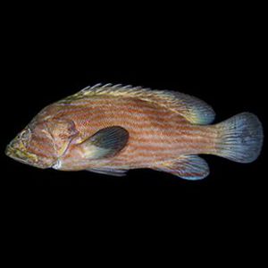 The Biodiversity of Singapore- Cephalopholis formosa