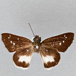 The Biodiversity of Singapore- Acerbas anthea anthea
