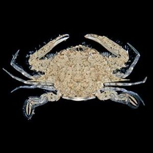 The Biodiversity of Singapore- Portunidae sp. 4914DR2-005