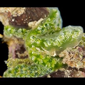 The Biodiversity of Singapore- Colonial ascidian sp. 44