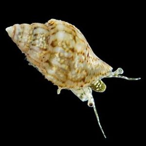 The Biodiversity of Singapore- Strombidae sp. INT-1374