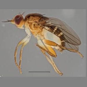 The Biodiversity of Singapore- Cadrema sp. "ZRCBDP_0025351" (GC388)