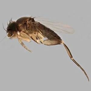 The Biodiversity of Singapore- Megaselia sp. ZRC_BDP0032789