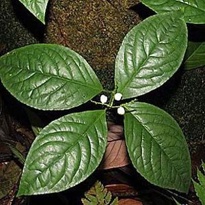 The Biodiversity of Singapore- Chloranthus erectus