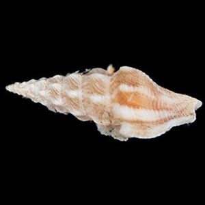 The Biodiversity of Singapore- Turridae sp. 3