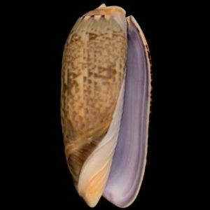 The Biodiversity of Singapore- Oliva irisans