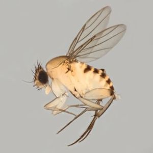 The Biodiversity of Singapore- Megaselia sp. ZRC_BDP0155163