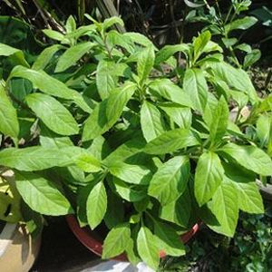 The Biodiversity of Singapore- Gynura procumbens