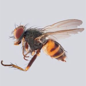 The Biodiversity of Singapore- Pygophora sp. ZRC_BDP00056772