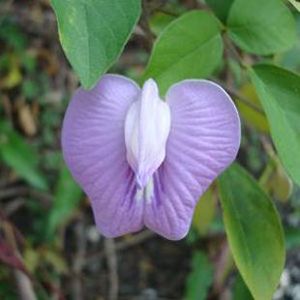 The Biodiversity of Singapore- Centrosema molle