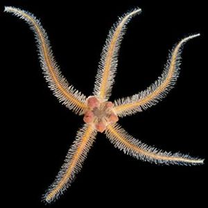 The Biodiversity of Singapore- Ophiothrix (Ophiothrix) sp. 4