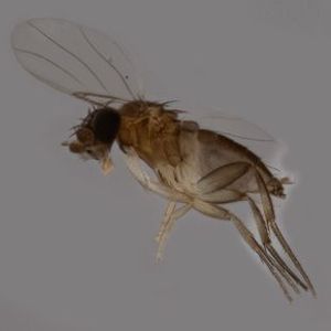 The Biodiversity of Singapore- Phoridae sp. ZRC_BDP0249676