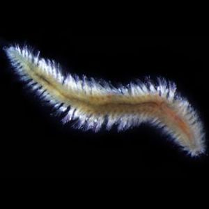 The Biodiversity of Singapore- Chrysopetalidae sp. 4