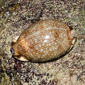 The Biodiversity of Singapore- Cypraeidae sp.
