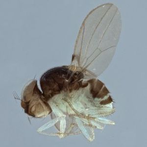 The Biodiversity of Singapore- Mycodrosophila sp. ZRC_BDP0133986