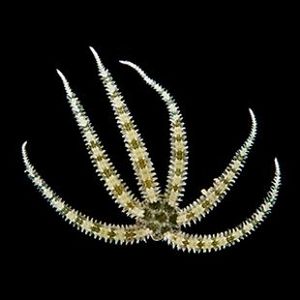 The Biodiversity of Singapore- Ophiactis sp. RF5-011