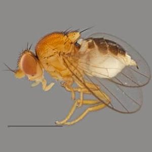 The Biodiversity of Singapore- Gaurax sp. "ZRCBDP_0019925" (GC219)