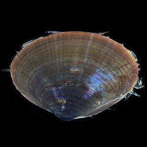 The Biodiversity of Singapore- Mactra grandis