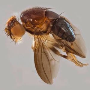 The Biodiversity of Singapore- Drosophilidae sp. ZRC_BDP0293220