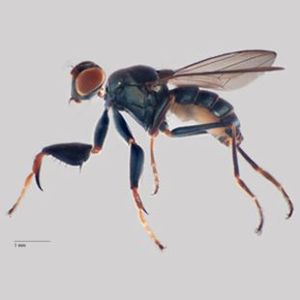 The Biodiversity of Singapore- Ochthera sp. ZRCBDP0056442