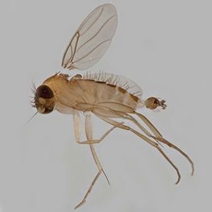 The Biodiversity of Singapore- Megaselia sp. ZRC_BDP0069673