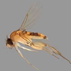 The Biodiversity of Singapore- Megaselia sp. ZRC_BDP0032751