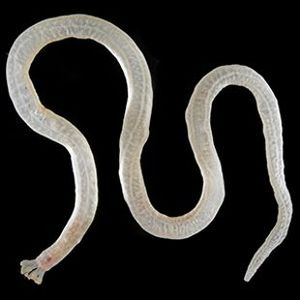 The Biodiversity of Singapore- Synaptidae sp. SS-4065