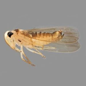 The Biodiversity of Singapore- Hemiptera sp. ZRC_BDP0163983