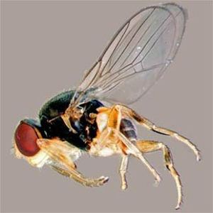 The Biodiversity of Singapore- Hippelates proboscideus