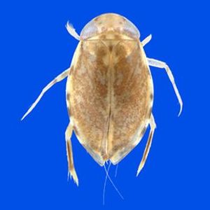 The Biodiversity of Singapore- Micronecta johorensis