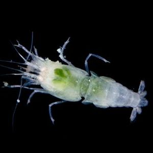 The Biodiversity of Singapore- Caridea sp. 5215TB1-012