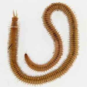 The Biodiversity of Singapore- Eunicidae sp.