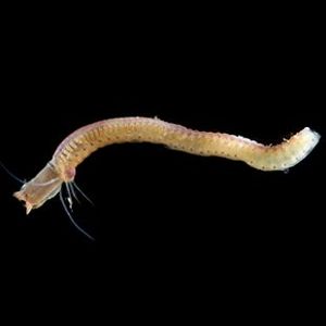 The Biodiversity of Singapore- Sigalionidae sp. SEA-4035