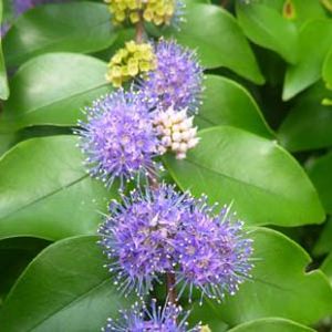 The Biodiversity of Singapore- Memecylon pauciflorum