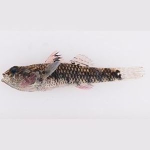 The Biodiversity of Singapore- Redigobius bikolanus