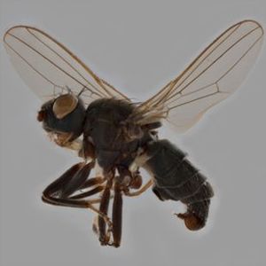 The Biodiversity of Singapore- Canacidae sp. ZRC_BDP0313205