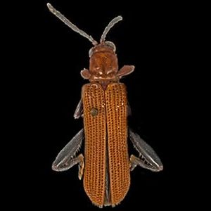 The Biodiversity of Singapore- Promecotheca cumingii