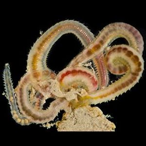 The Biodiversity of Singapore- Aonides sp. INT-0175