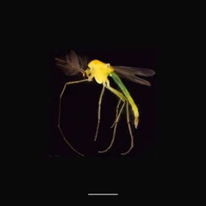 The Biodiversity of Singapore- Dicrotendipes flexus