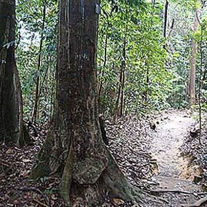 The Biodiversity of Singapore- Hopea mengarawan