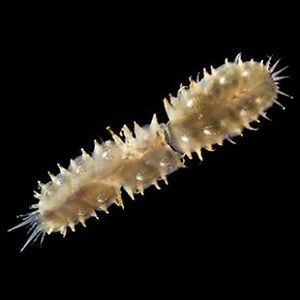 The Biodiversity of Singapore- Polynoidae sp. INT-0216